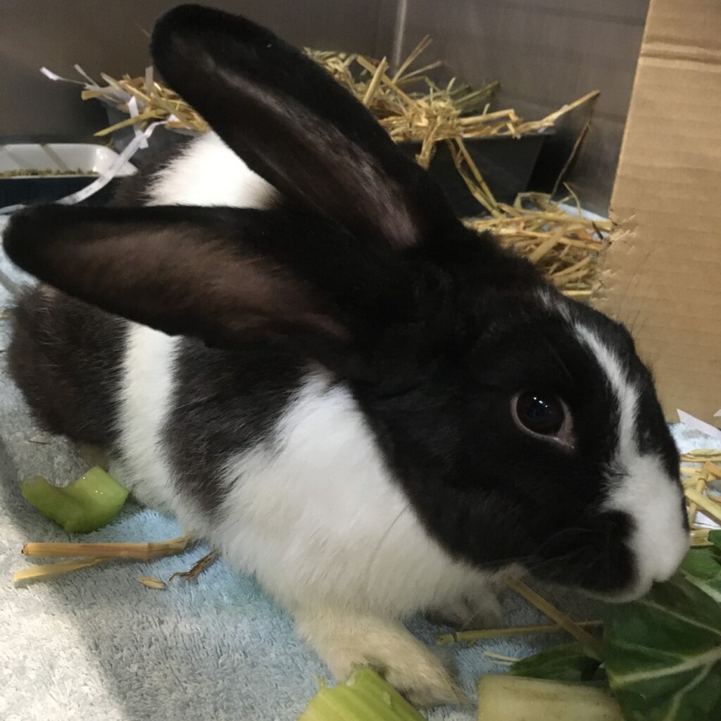 Clover - Female Rabbit Unspecified Rabbit in VIC - PetRescue