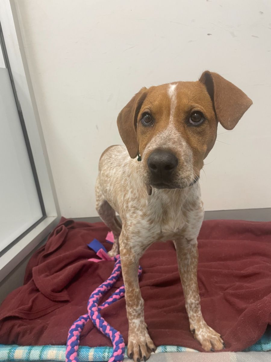 Avery - Medium Female Cattle Dog x Pointer Mix Dog in VIC - PetRescue