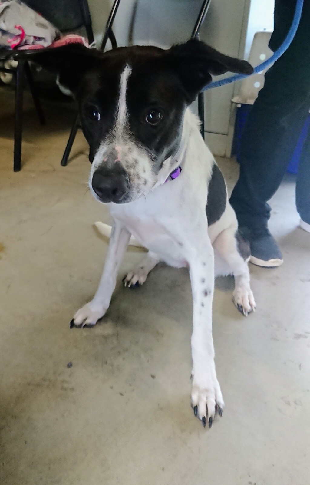 Gracie - Medium Female Border Collie x Pointer Mix Dog in QLD - PetRescue