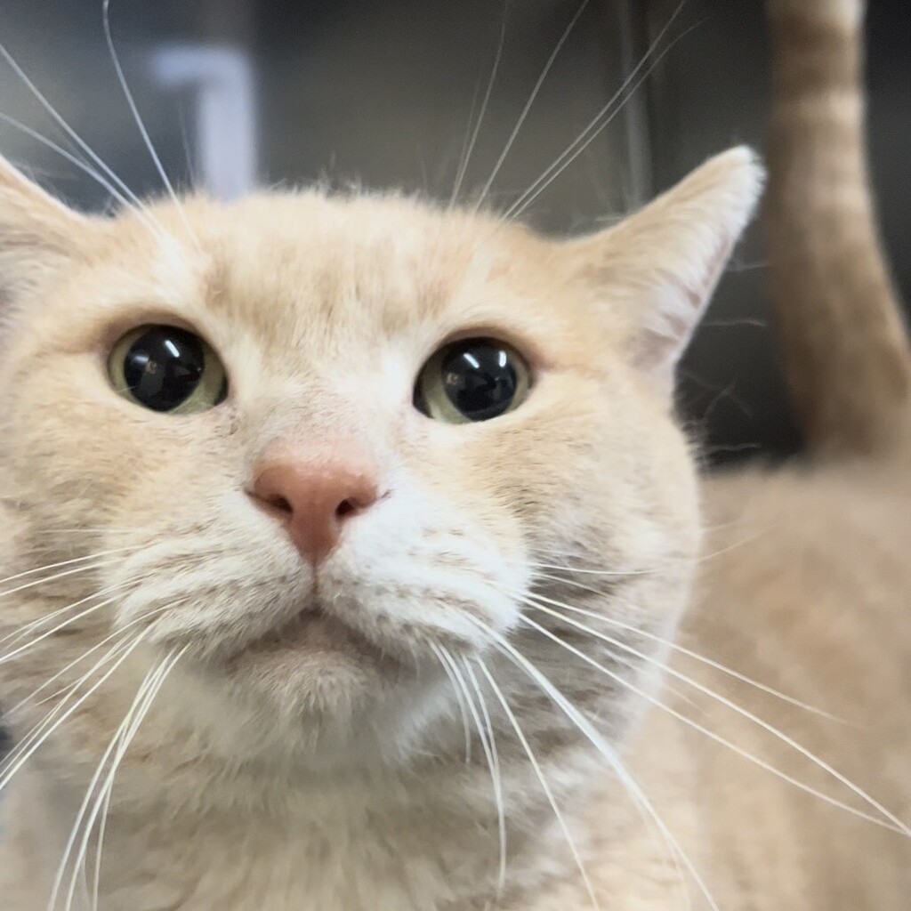Spud - Male Domestic Short Hair Mix Cat in VIC - PetRescue