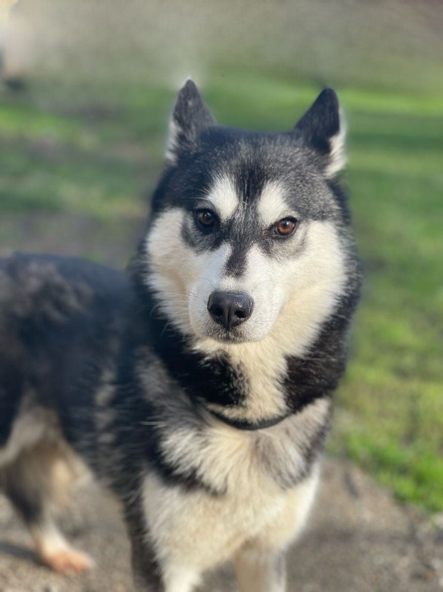 Roxy - Medium Female Siberian Husky Dog in NSW - PetRescue