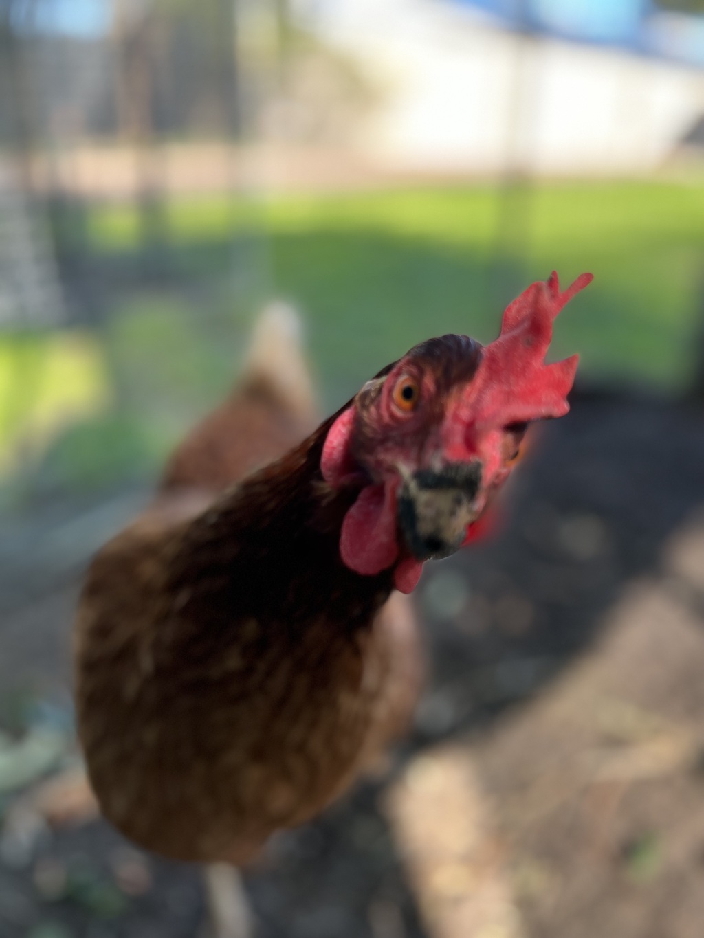 Kentucky - Female Chicken x Isa Brown Mix Fowl in WA - PetRescue