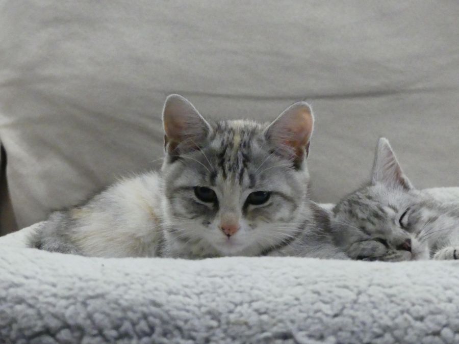 Chava and Kaddy - Female Domestic Short Hair Cat in QLD - PetRescue