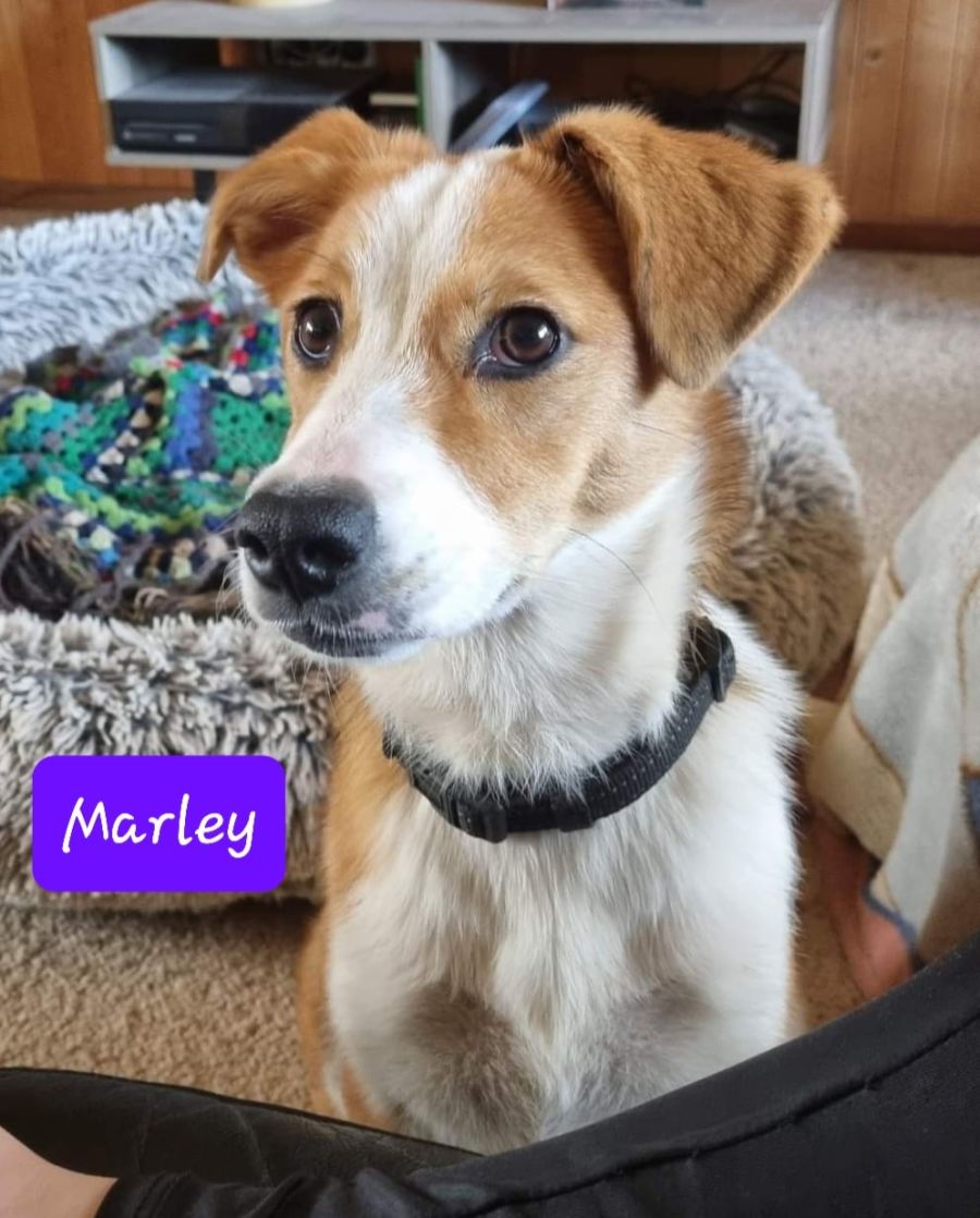 Phoenix Animal Rescue Horsham - PetRescue