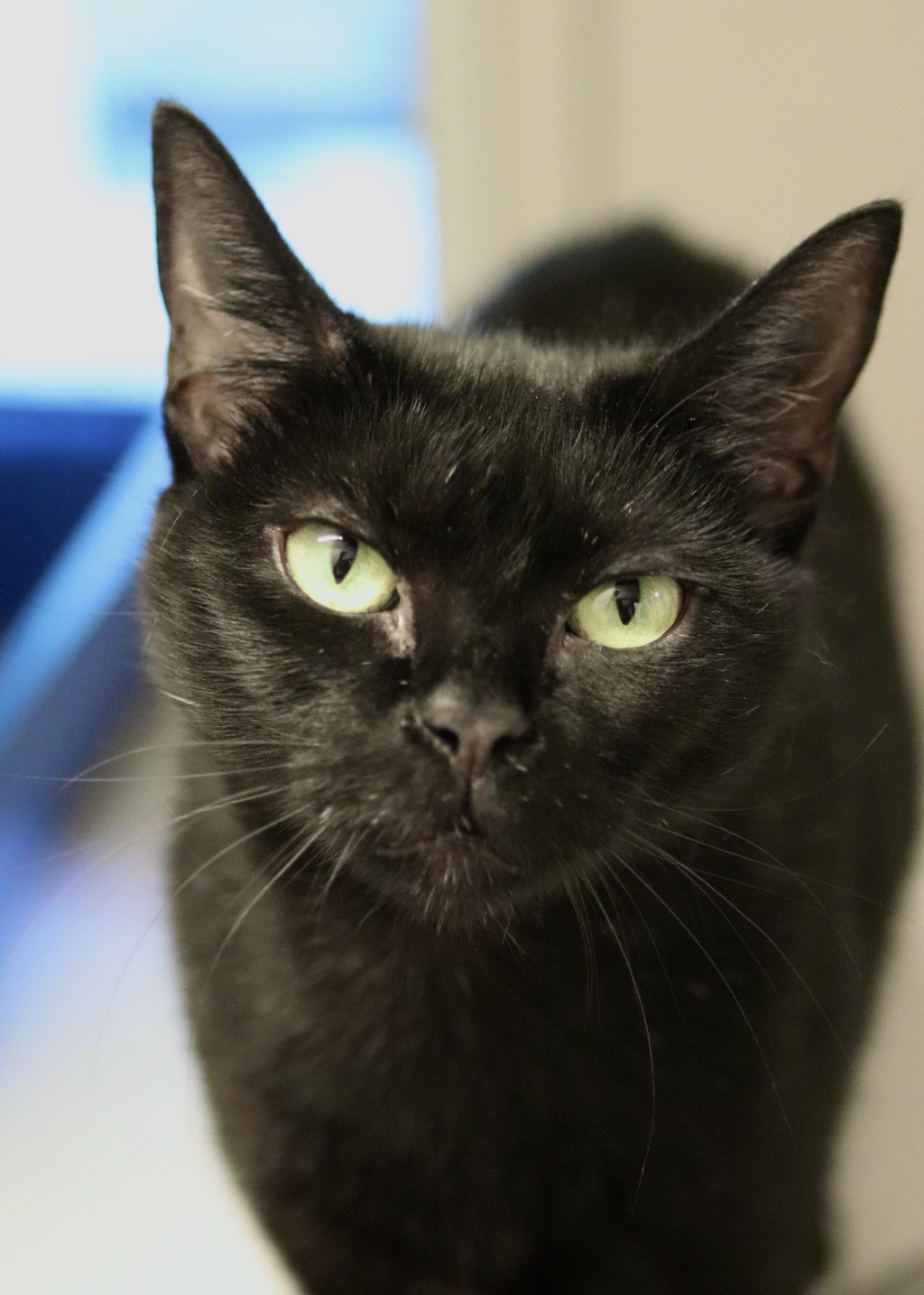 Nashi - Female Domestic Short Hair Mix Cat in QLD - PetRescue