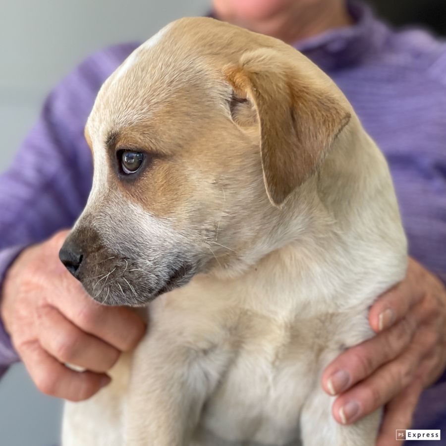 Ray - Medium Male Red Heeler Mix Dog in QLD - PetRescue