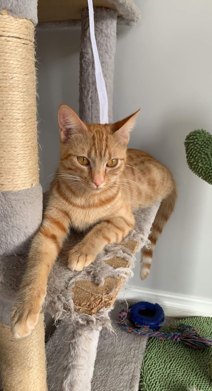 Forever Friends Animal Rescue Latrobe - PetRescue