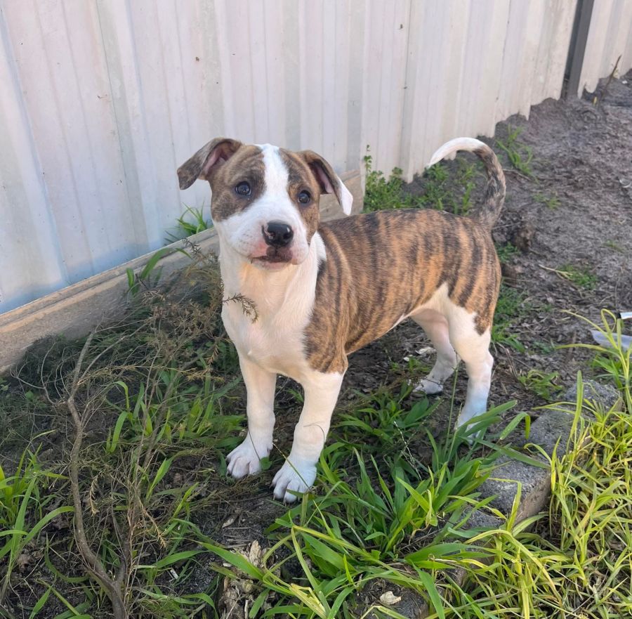 Kai - Medium Female Bull Arab Dog in VIC - PetRescue