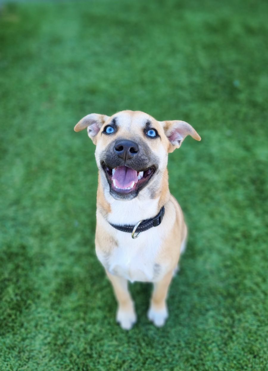 Sash - Medium Male Husky x Ridgeback Mix Dog in NSW - PetRescue