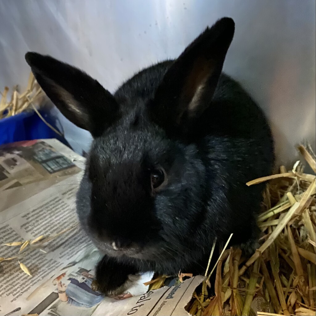 Jager - Male Rabbit Unspecified Rabbit in VIC - PetRescue