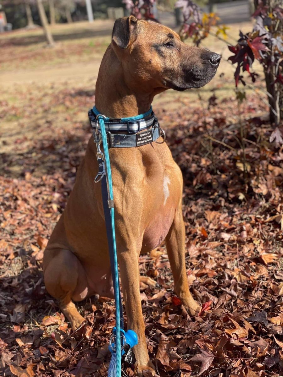 Scooby - Large Male Rhodesian Ridgeback Mix Dog in VIC - PetRescue