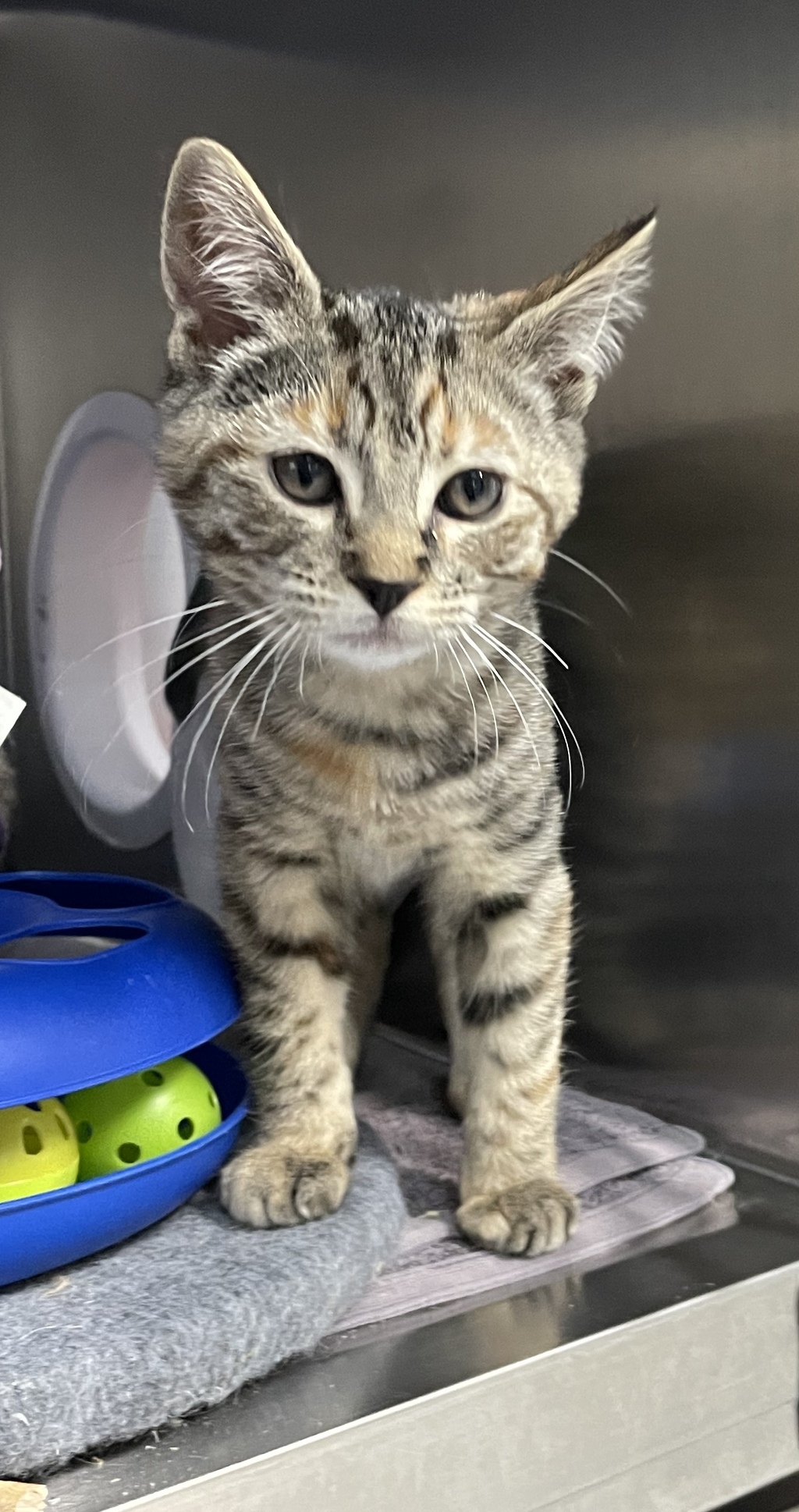 Chumbles - Female Domestic Short Hair Cat in ACT - PetRescue