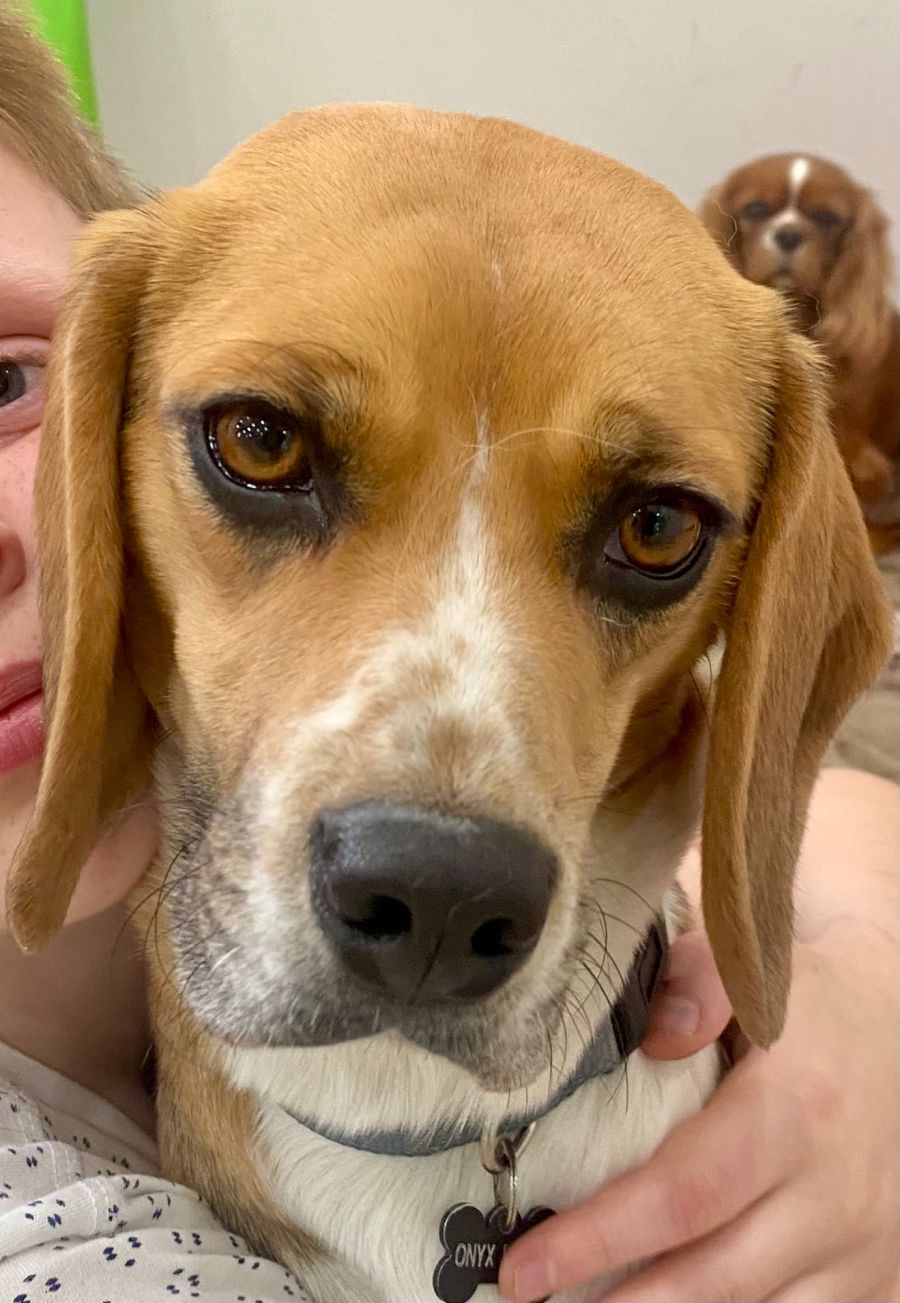 Roxy - Small Female Beagle Dog in VIC - PetRescue