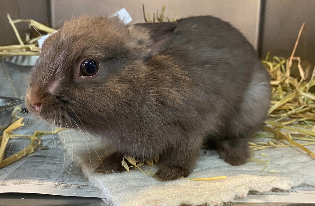 Obi-Bun Kenobi - Male Netherland Dwarf Rabbit in VIC - PetRescue