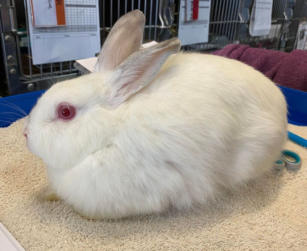 Sunkist - Female Netherland Dwarf Mix Rabbit in VIC - PetRescue