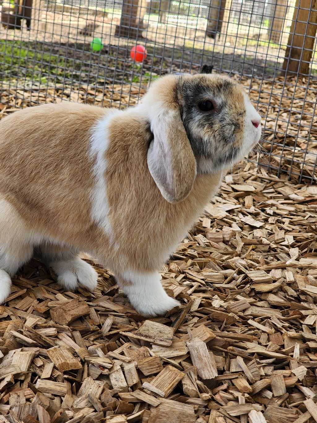 Bugs Bunny - Male Lop Eared Mix Rabbit in NSW - PetRescue