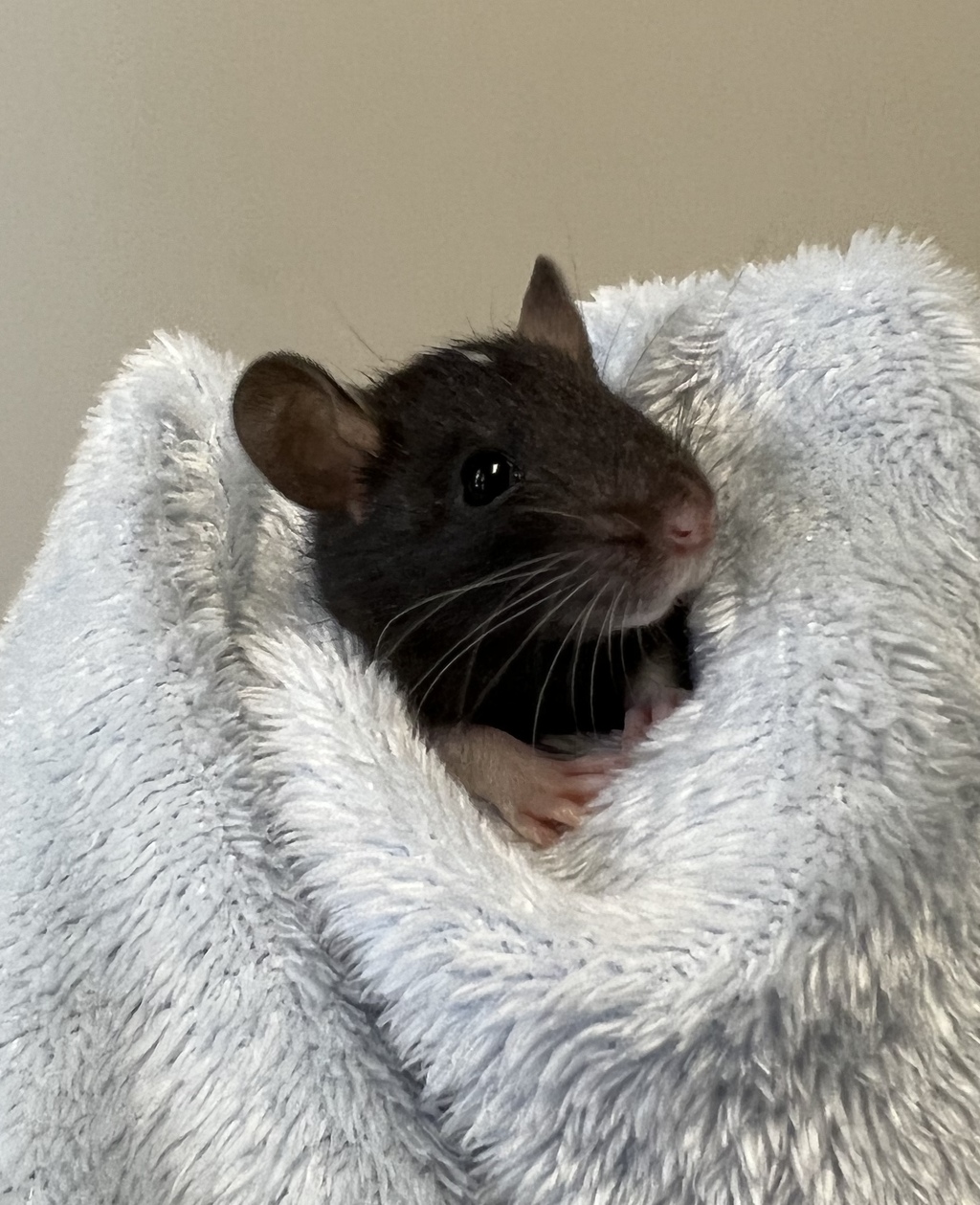 Pisces - Male Rat Mix Rodent in QLD - PetRescue