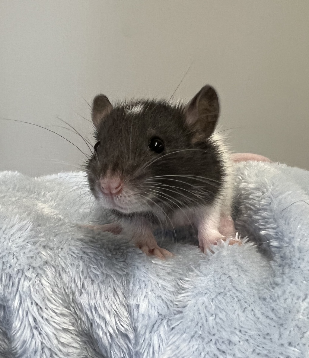 Leo - Male Rat Mix Rodent in QLD - PetRescue