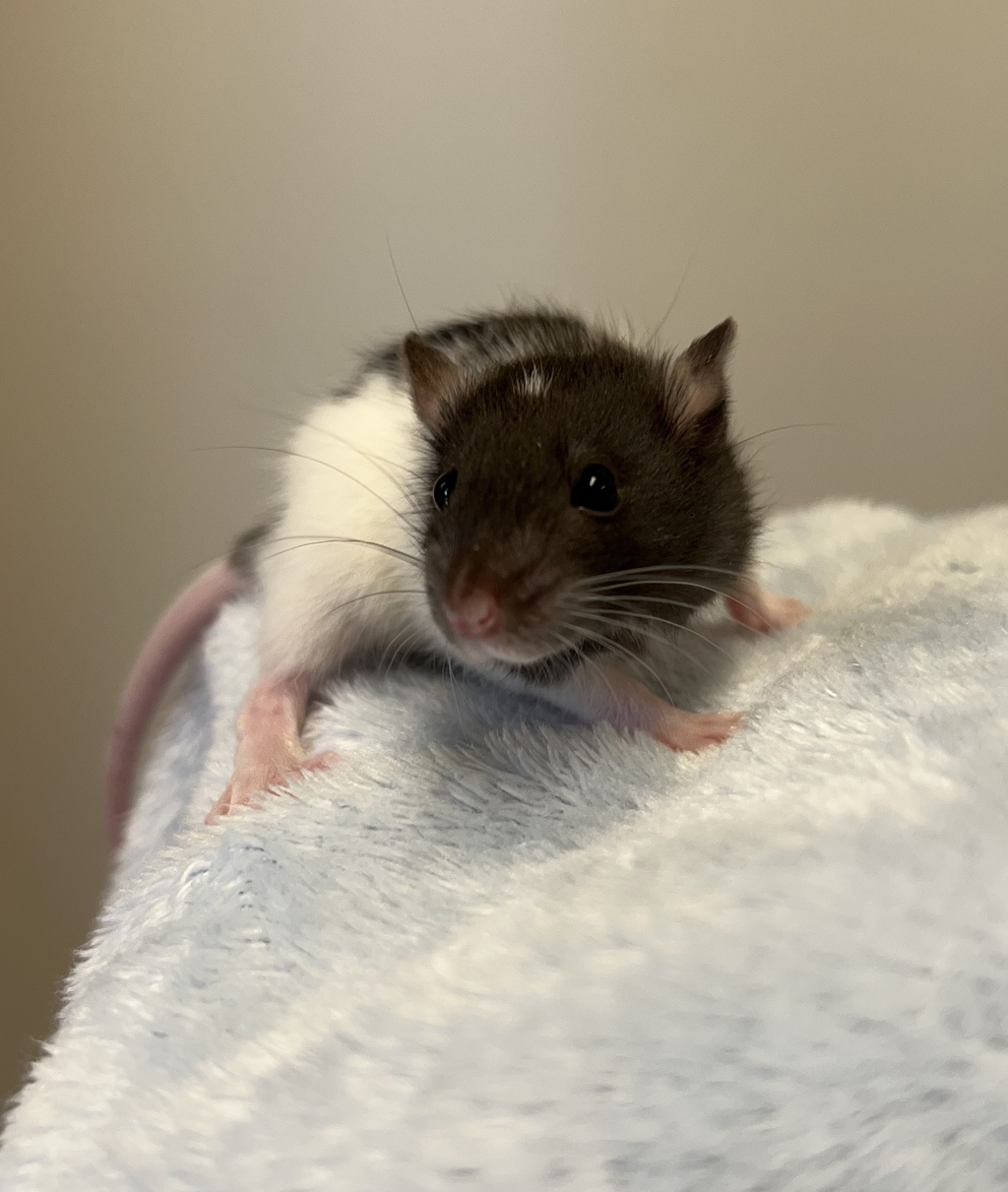 Scorpio - Male Rat Mix Rodent in QLD - PetRescue