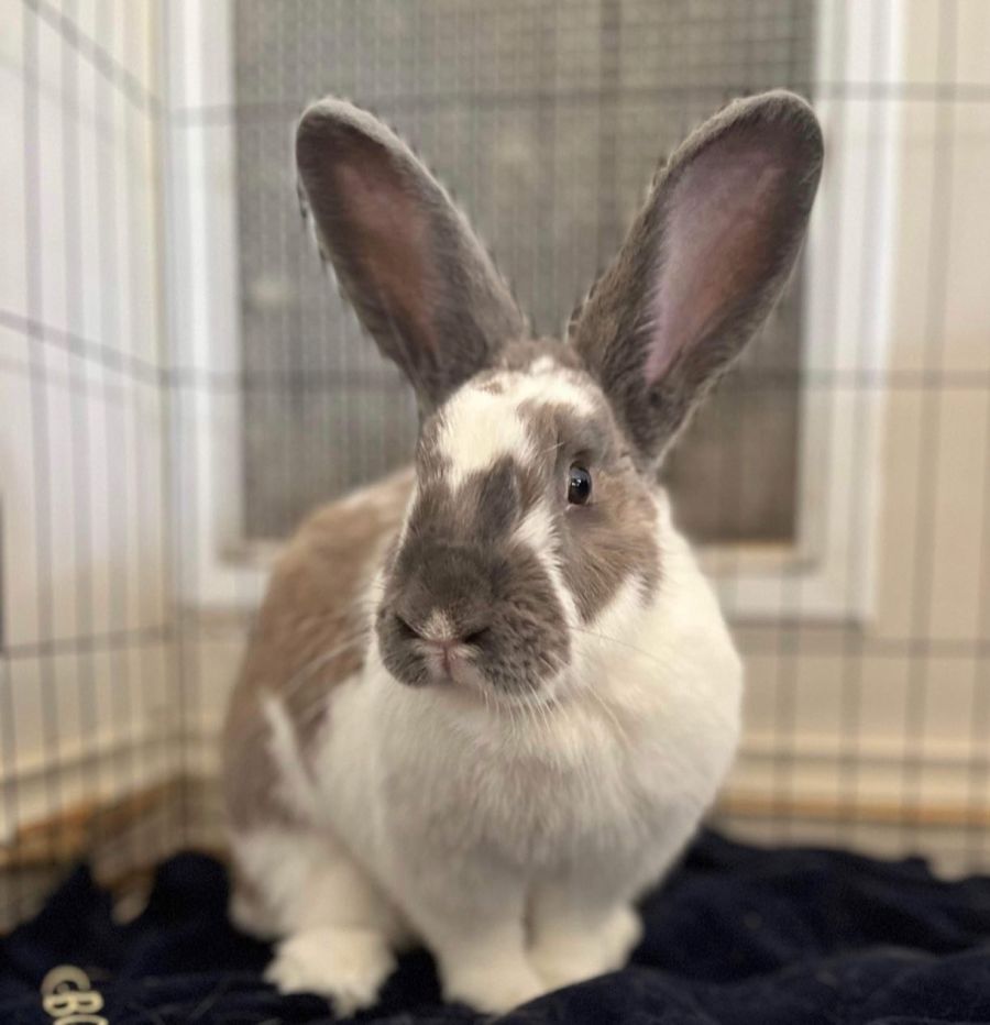 Maple - Female Rabbit in VIC - PetRescue