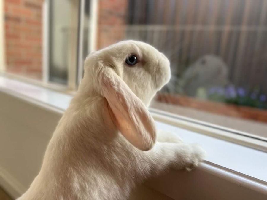 Freedom for Farmed Rabbits - PetRescue