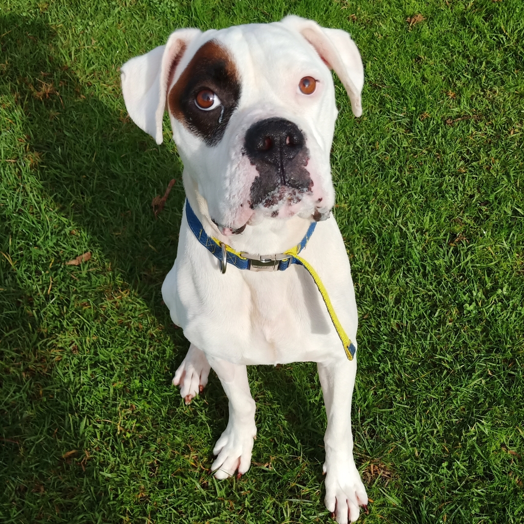 Zeus - Large Male Boxer Dog in VIC - PetRescue