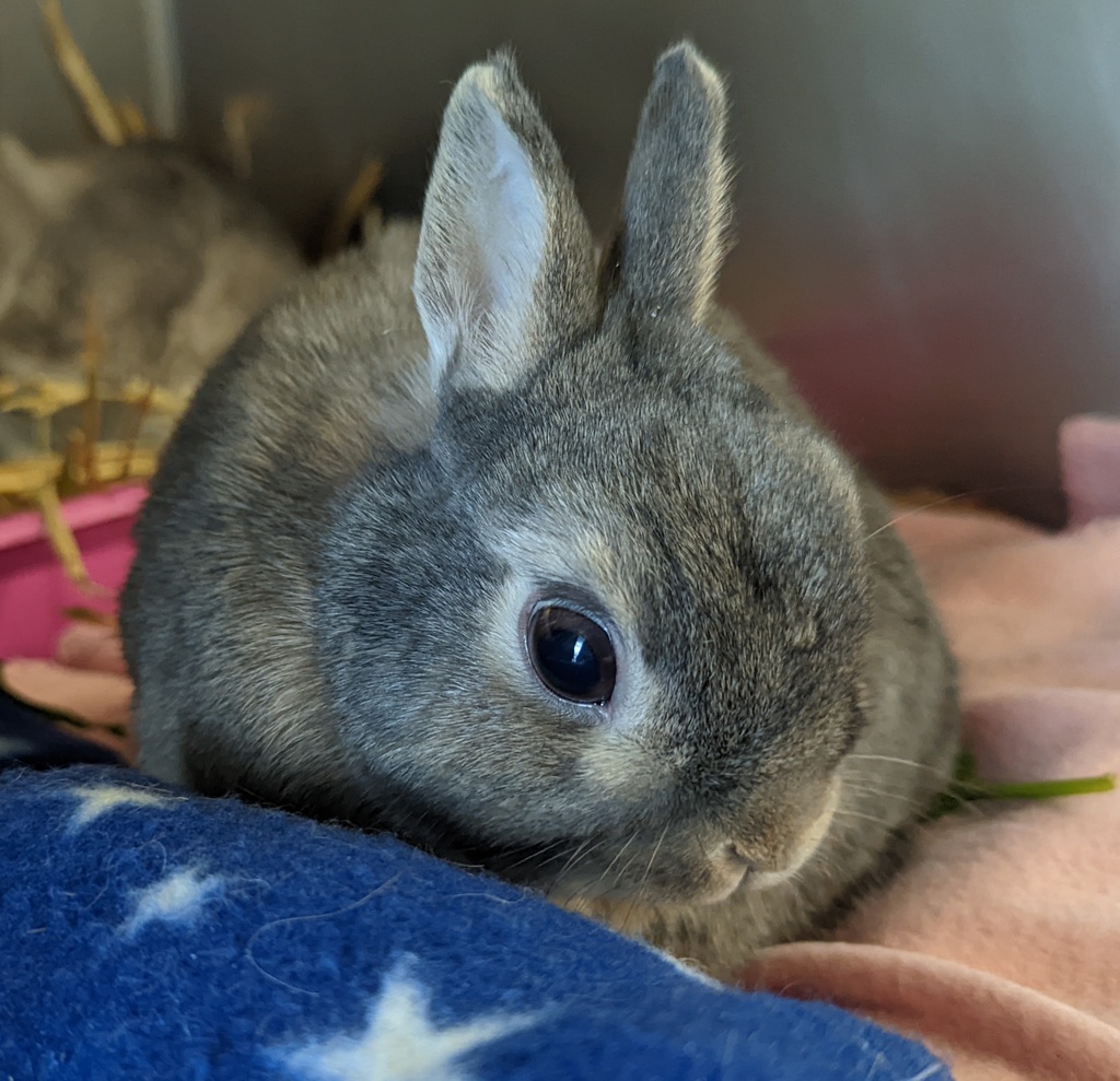 Merry (bonded To Pippin) - Male Netherland Dwarf Mix Rabbit in VIC ...