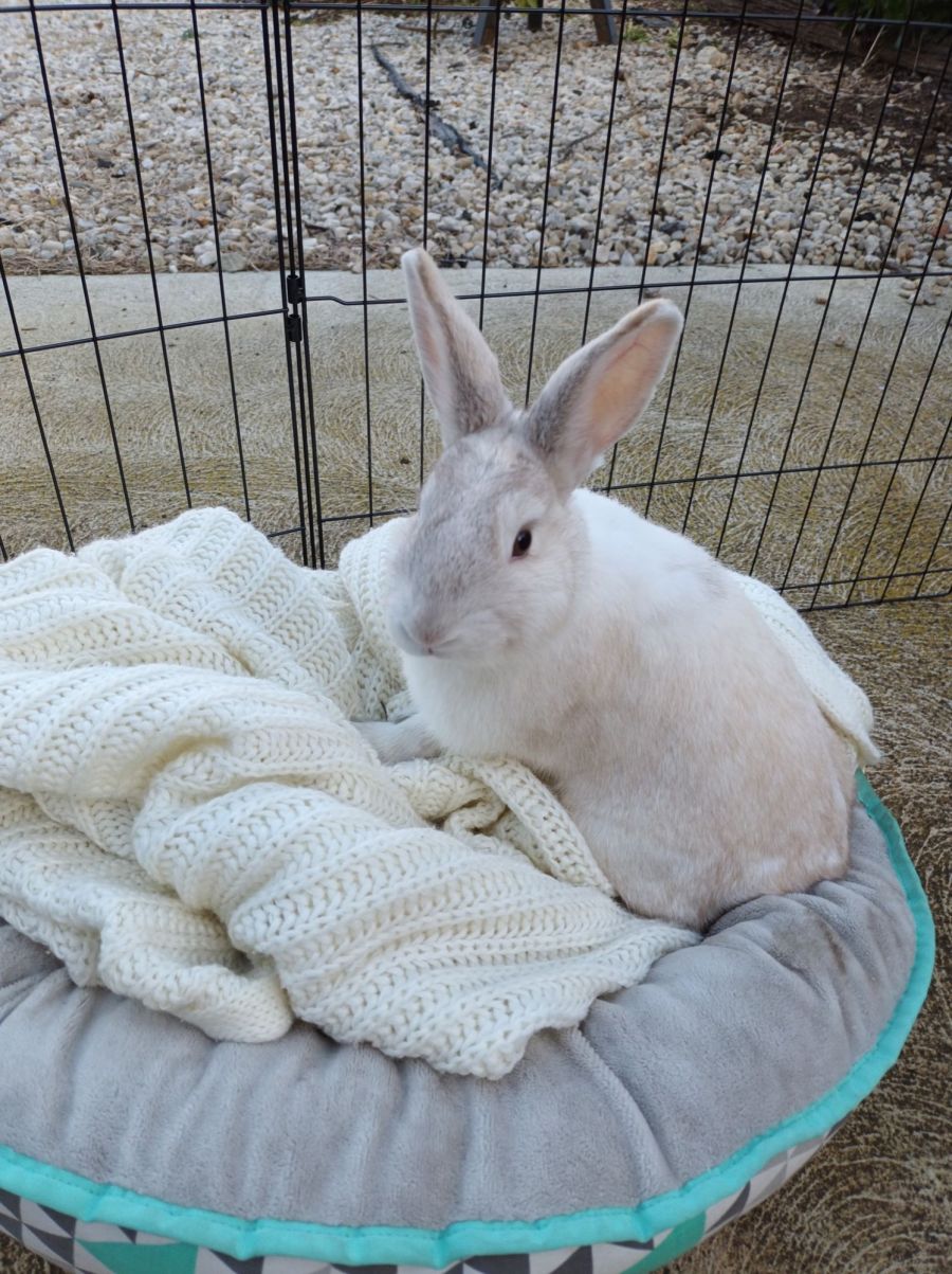Mulan - Female Rabbit in VIC - PetRescue