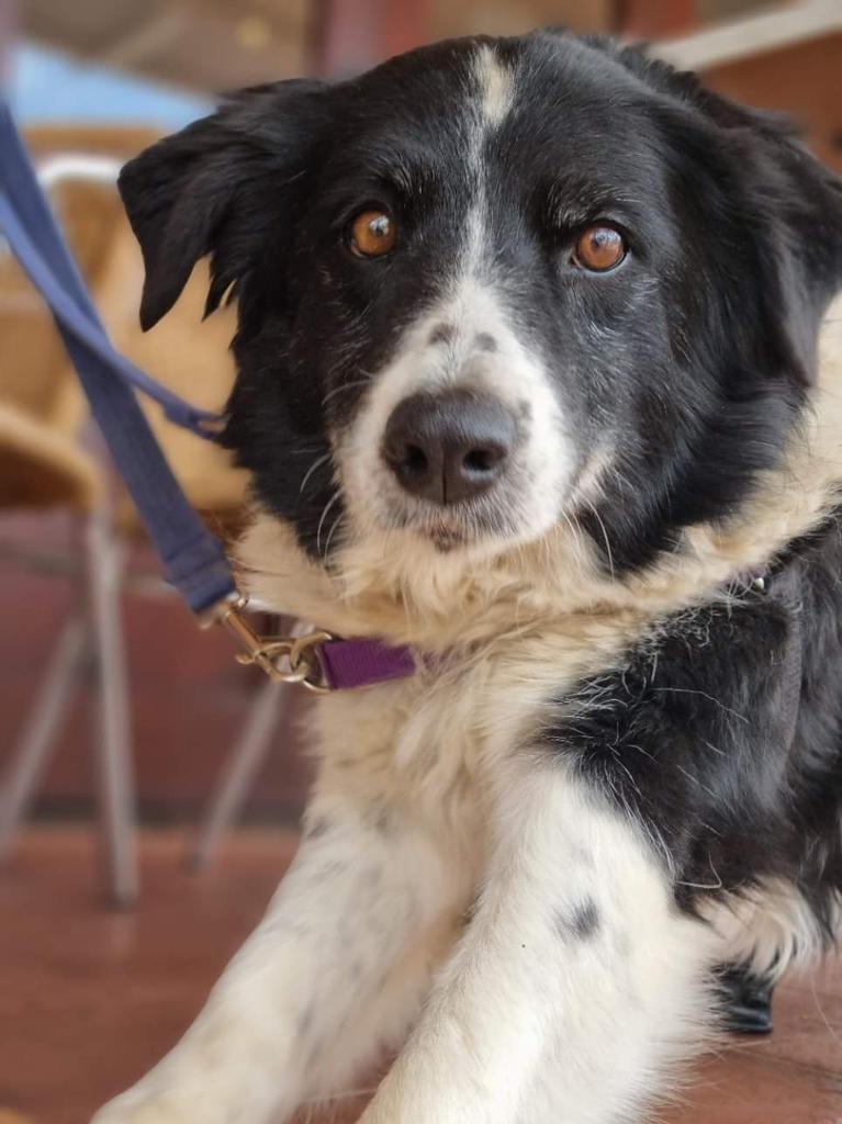 Bonnie - Large Female Border Collie Dog in WA - PetRescue