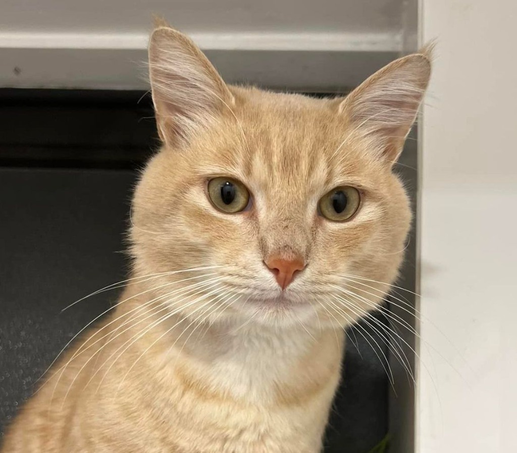 Alby - Male Domestic Short Hair Cat in WA - PetRescue