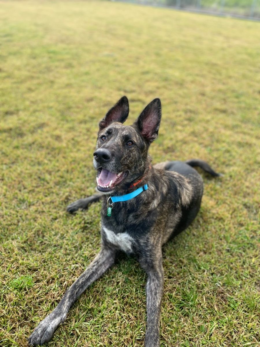Charlie - Large Male Staghound x German Shepherd Dog in VIC - PetRescue