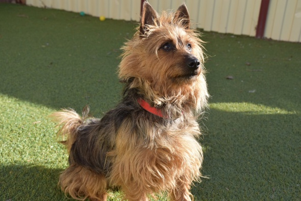 Oscar - Small Male Australian Terrier Mix Dog in VIC - PetRescue