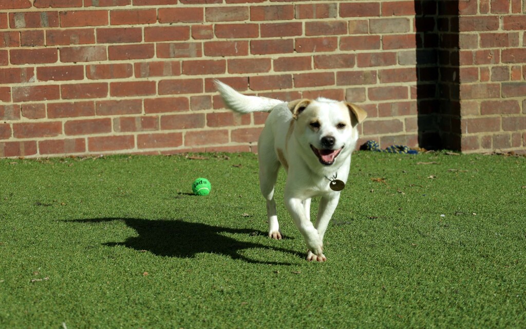Roger - Small Male Terrier Mix Dog in VIC - PetRescue