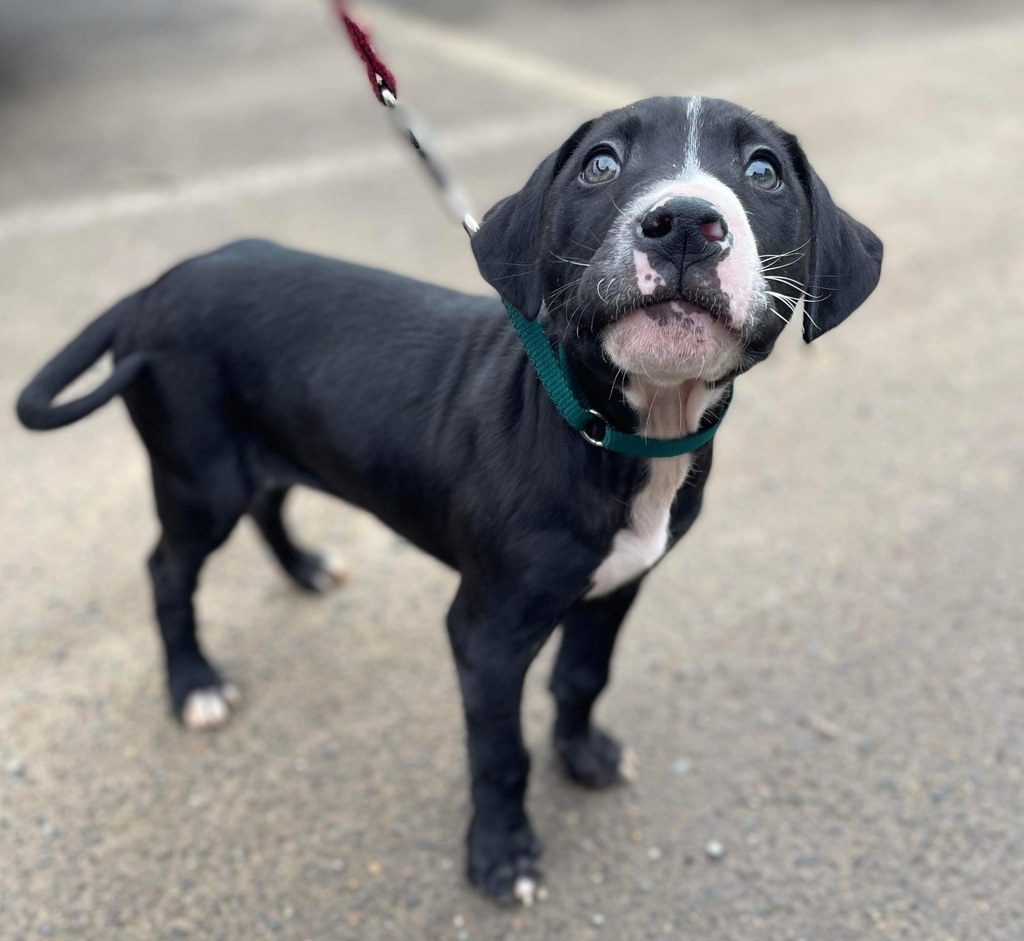 Grumpy - Large Male Bull Arab x Staffordshire Terrier Mix Dog in NSW ...