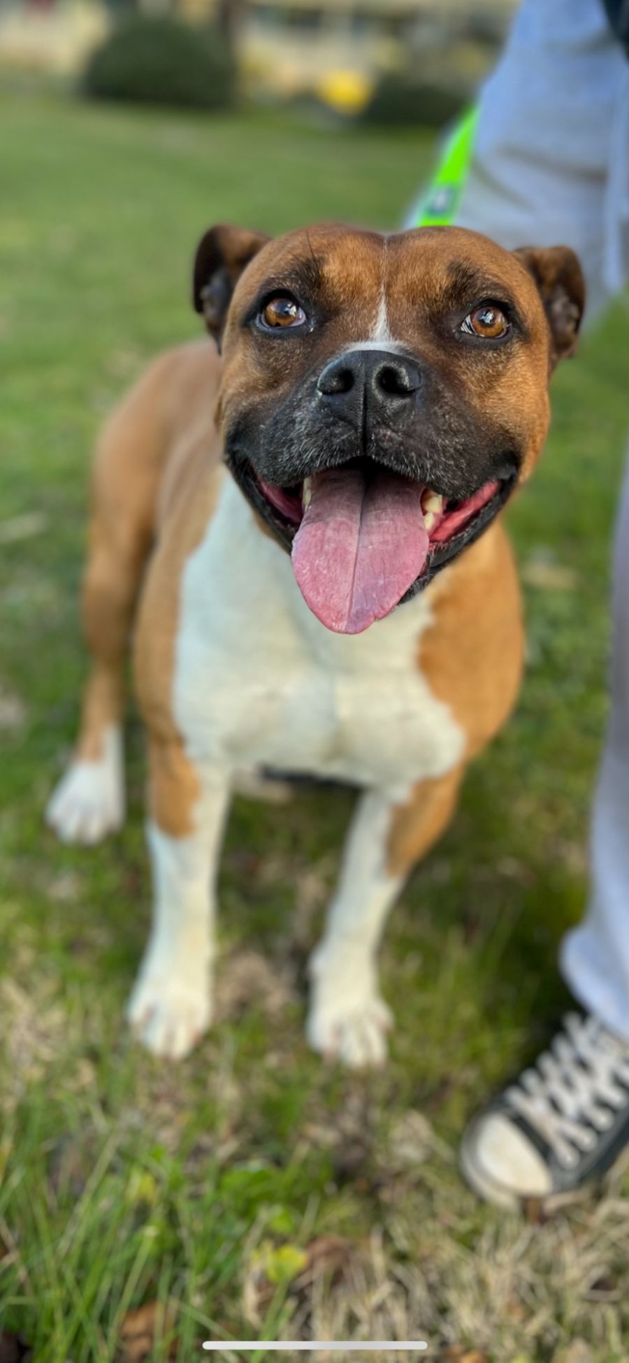 Boss Man - Medium Male Staffy Dog in VIC - PetRescue