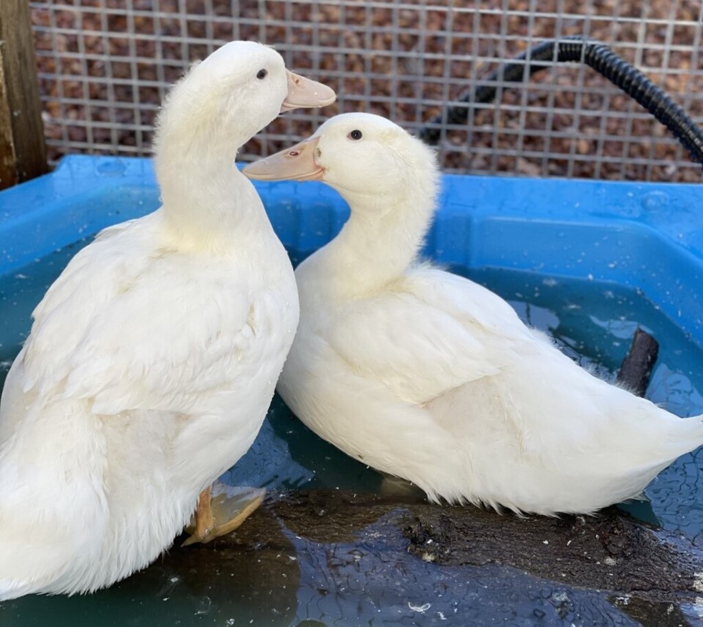 Winter - Male Duck Mix Fowl in NSW - PetRescue