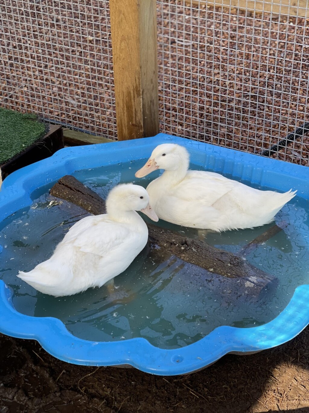 Frost - Female Duck Mix Fowl in NSW - PetRescue