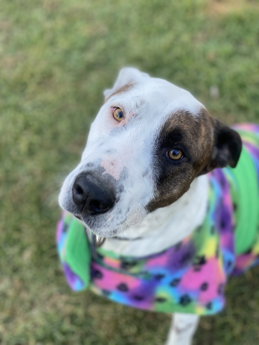 Spud - Large Female Bull Arab Mix Dog in QLD - PetRescue