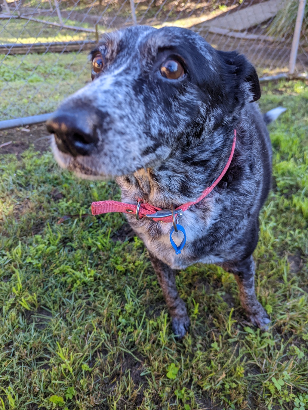 Peppa - Medium Female Australian Cattle Dog x Australian Koolie Mix Dog ...