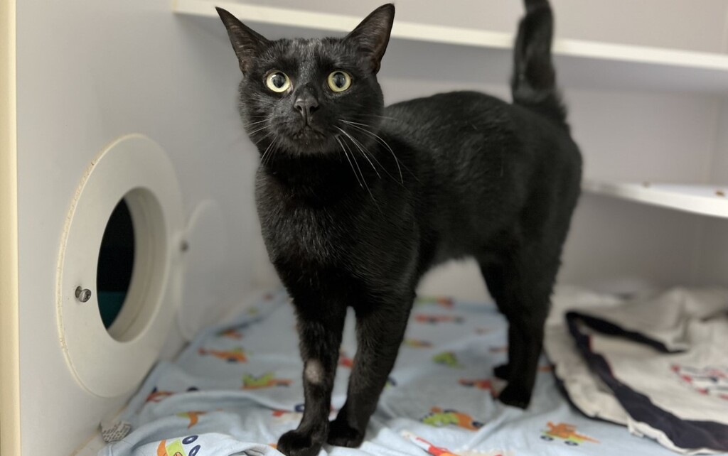Possum - Male Domestic Short Hair Mix Cat in VIC - PetRescue