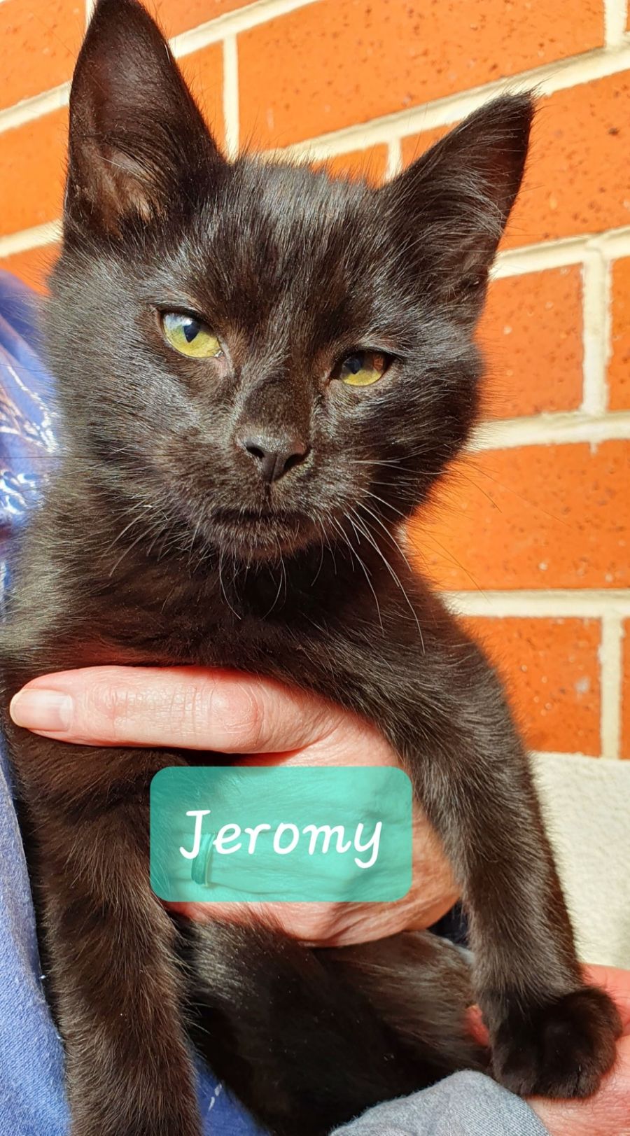 Jeromy - Male Domestic Short Hair Cat in VIC - PetRescue
