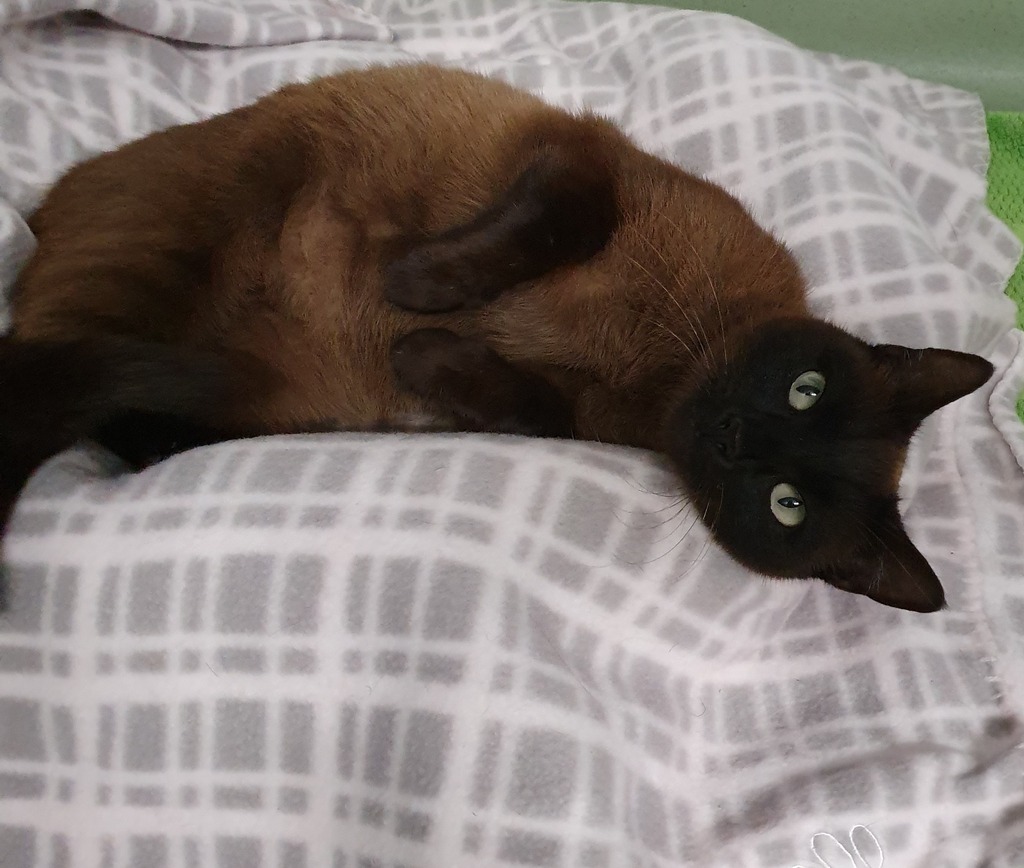 Sadie - Female Burmese Mix Cat in QLD - PetRescue