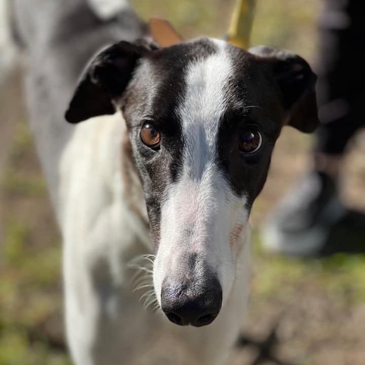 Caliban - Large Male Greyhound Dog in NSW - PetRescue