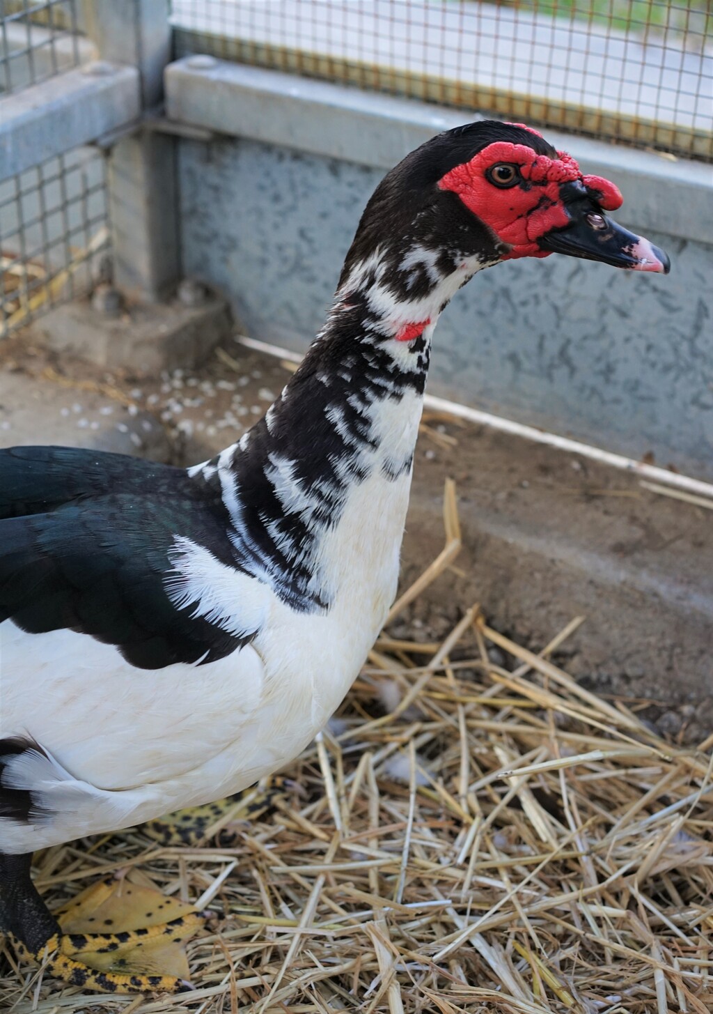 Mime - Male Duck Muscovy Mix Fowl in QLD - PetRescue