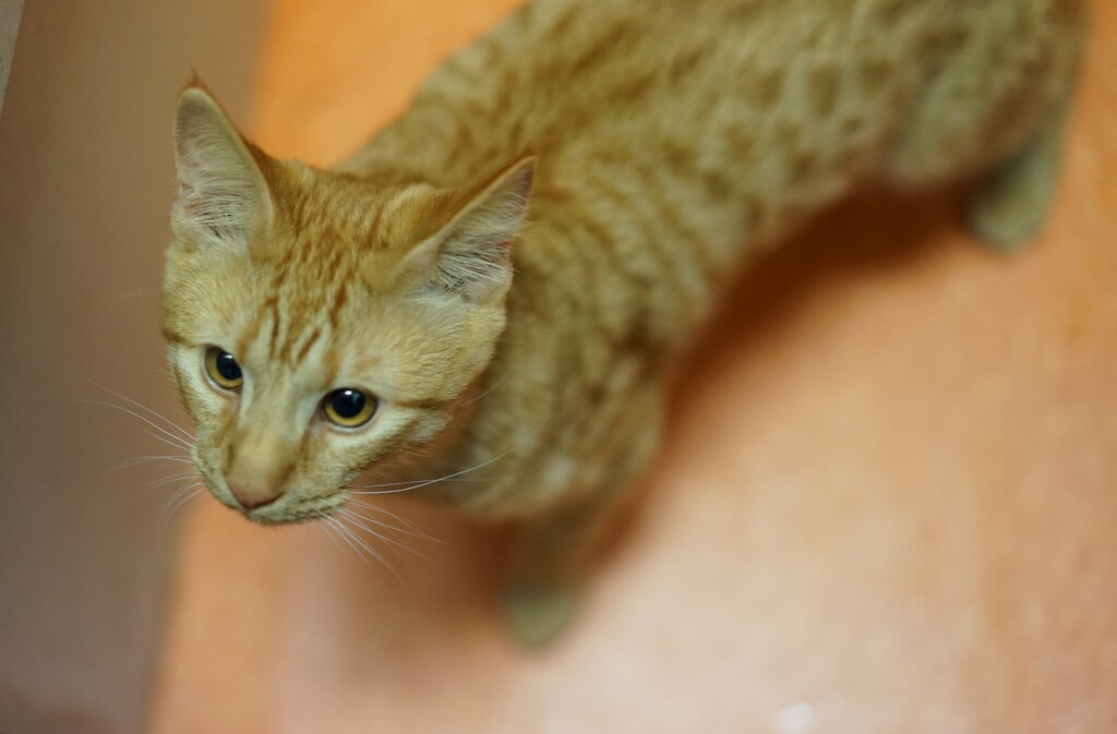 Bob - Male Manx Mix Cat in QLD - PetRescue