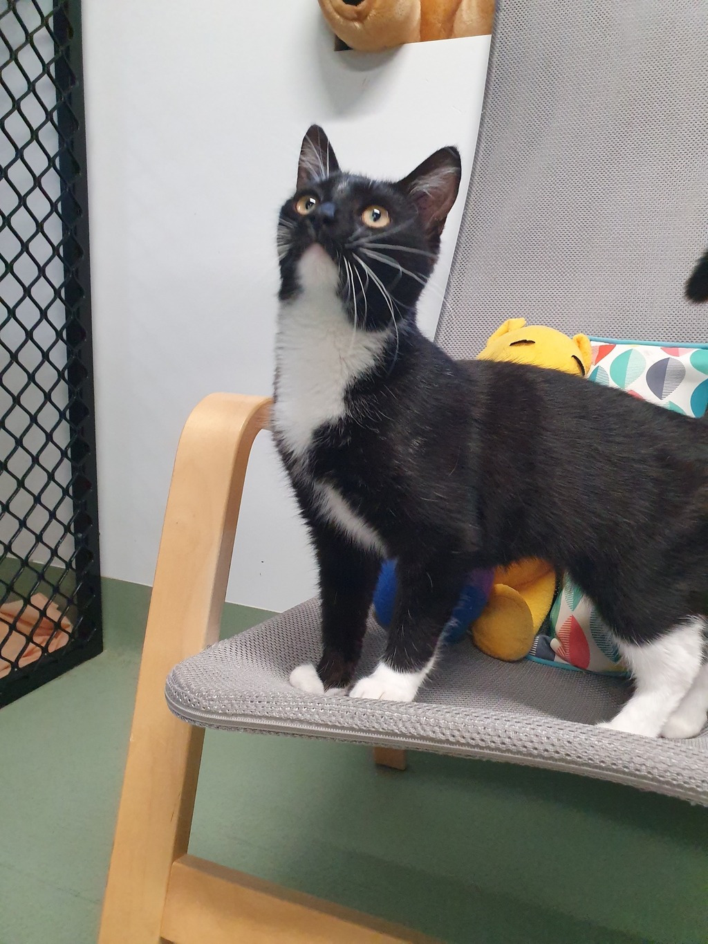 Shayna - Female Domestic Short Hair Mix Cat in QLD - PetRescue