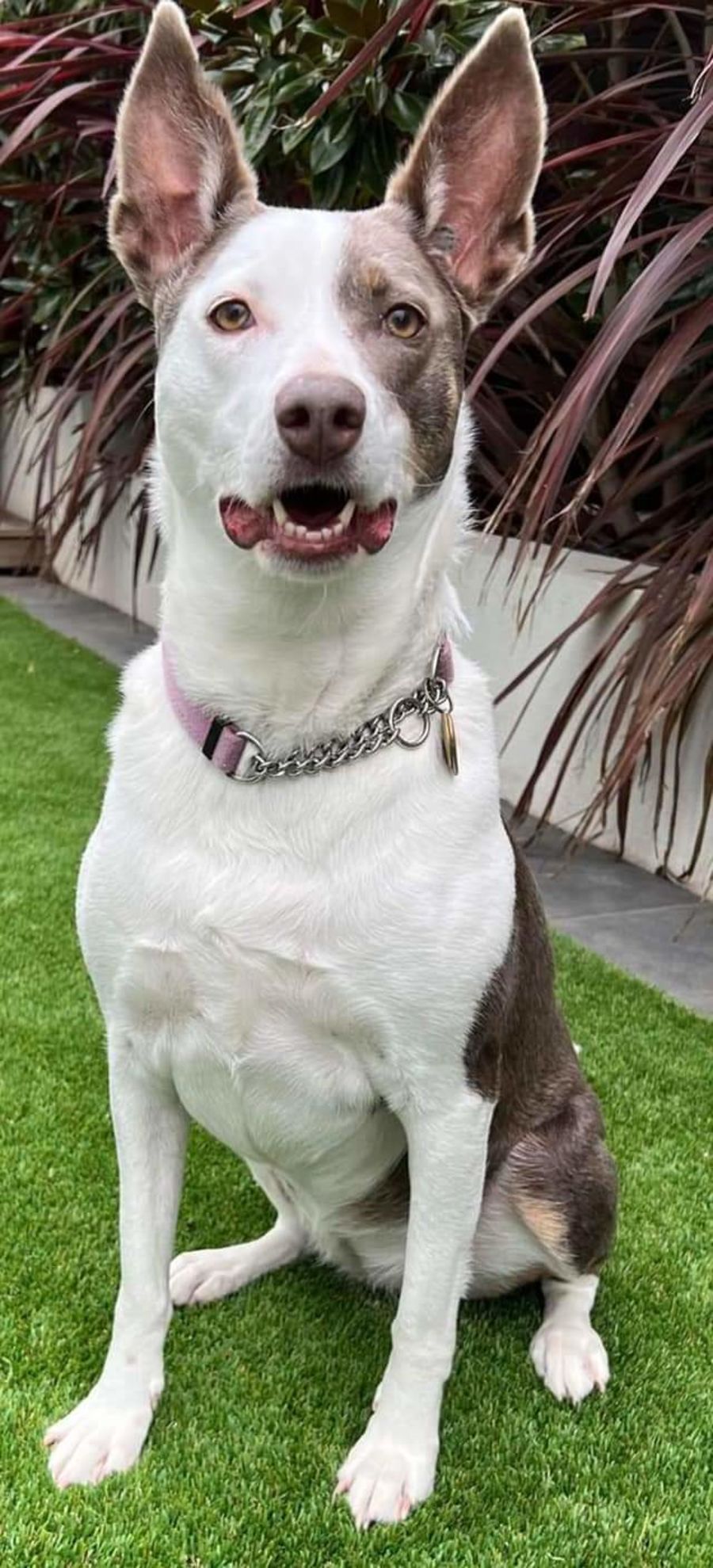 Lotti - Medium Female Kelpie x Koolie Mix Dog in VIC - PetRescue