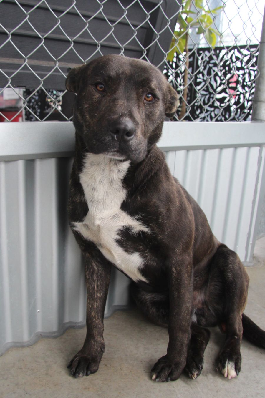 Max - Medium Male Amstaff Mix Dog in NSW - PetRescue