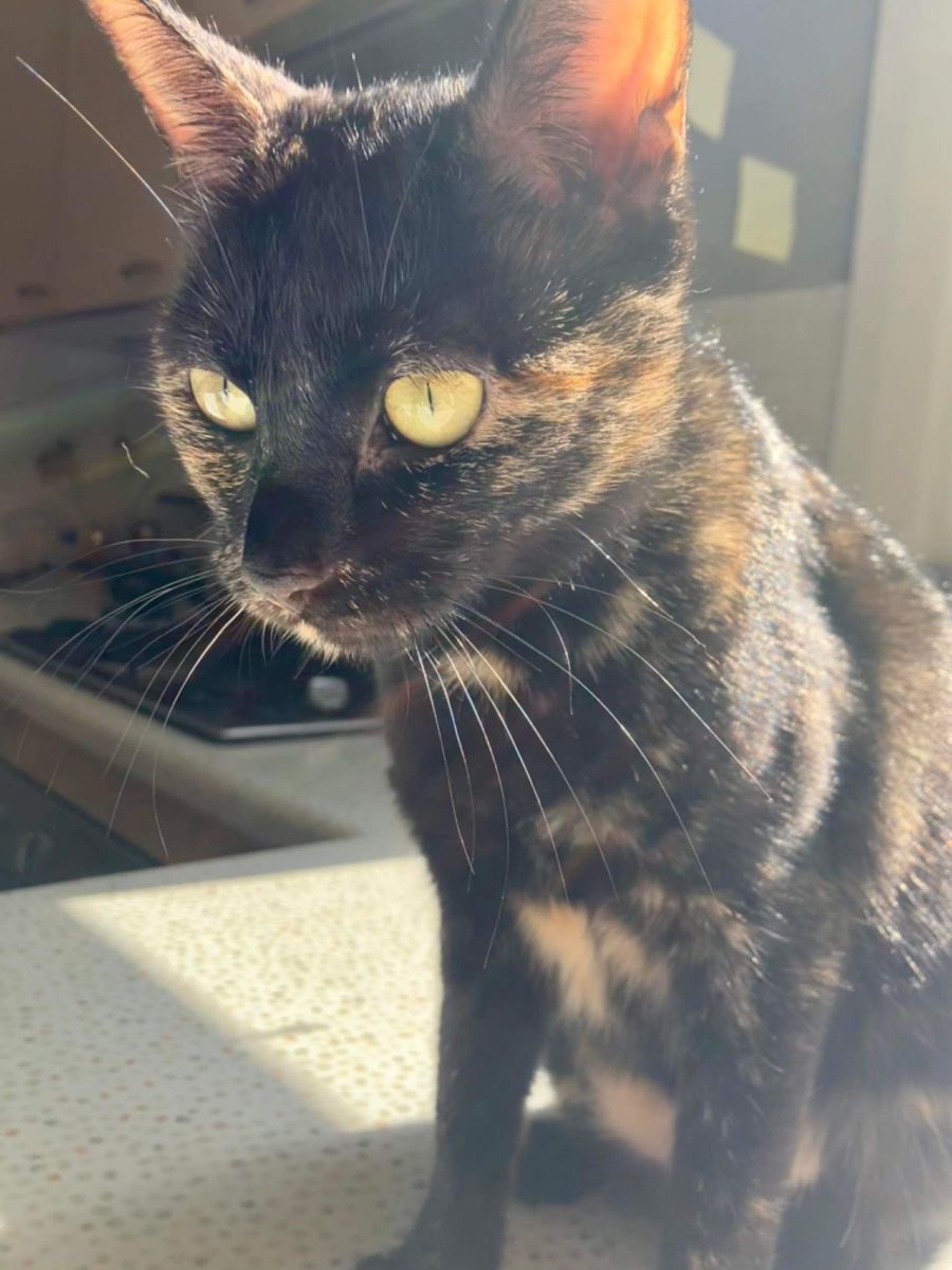 Fantail - Female Domestic Short Hair Cat in NSW - PetRescue