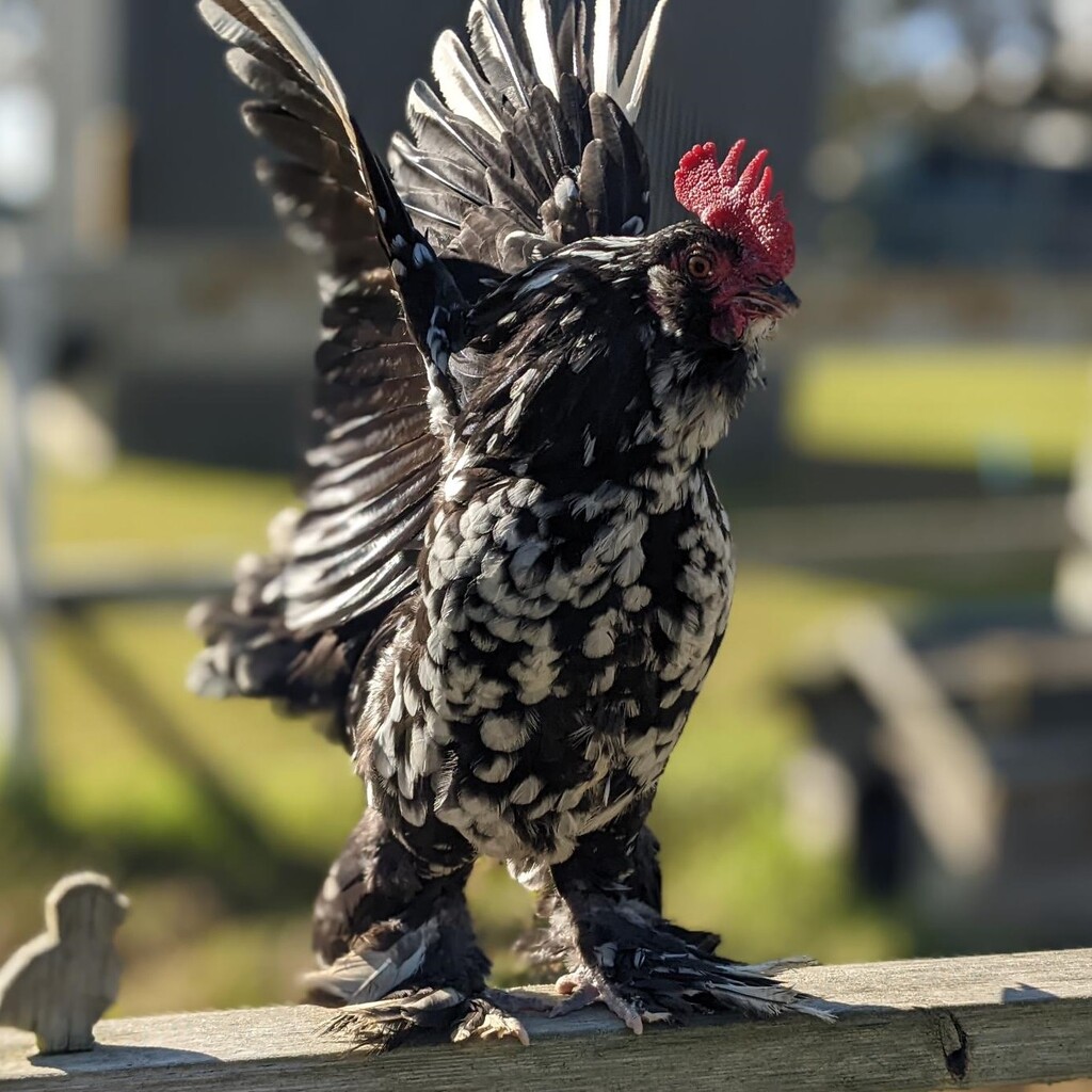 Goliath - Male Chicken Rooster Fowl in VIC - PetRescue